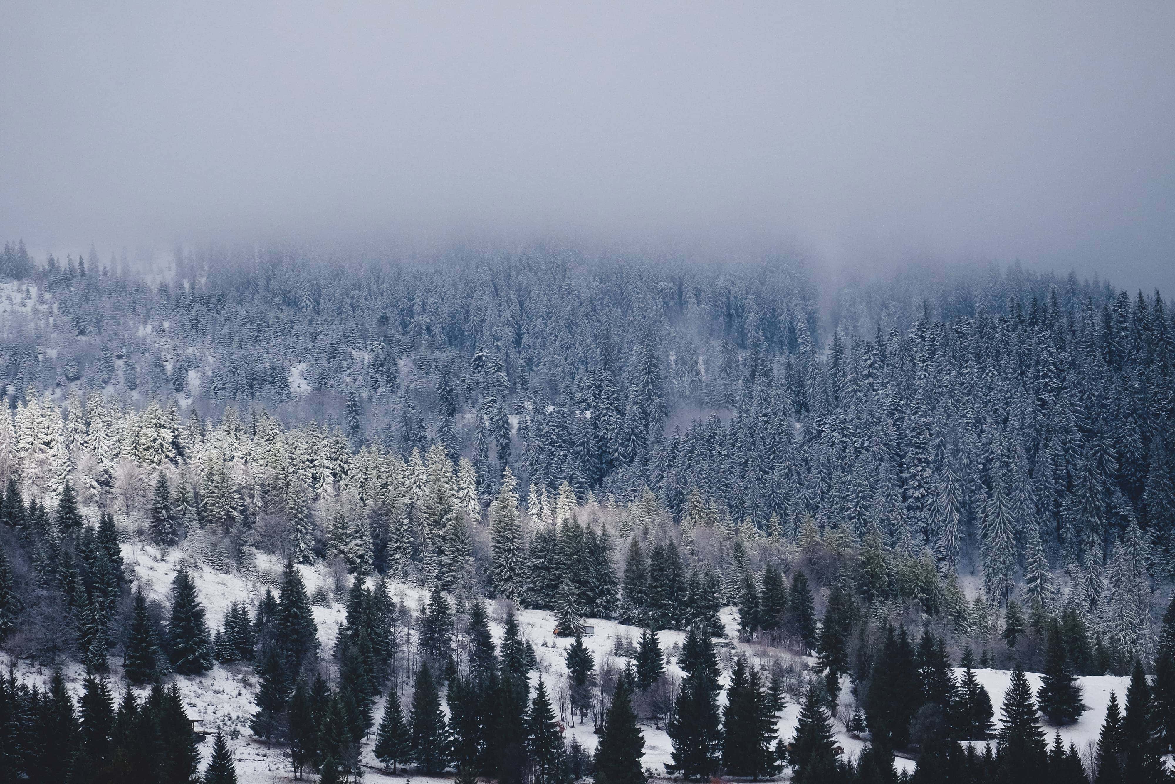 BVD | Vitalizing CCS